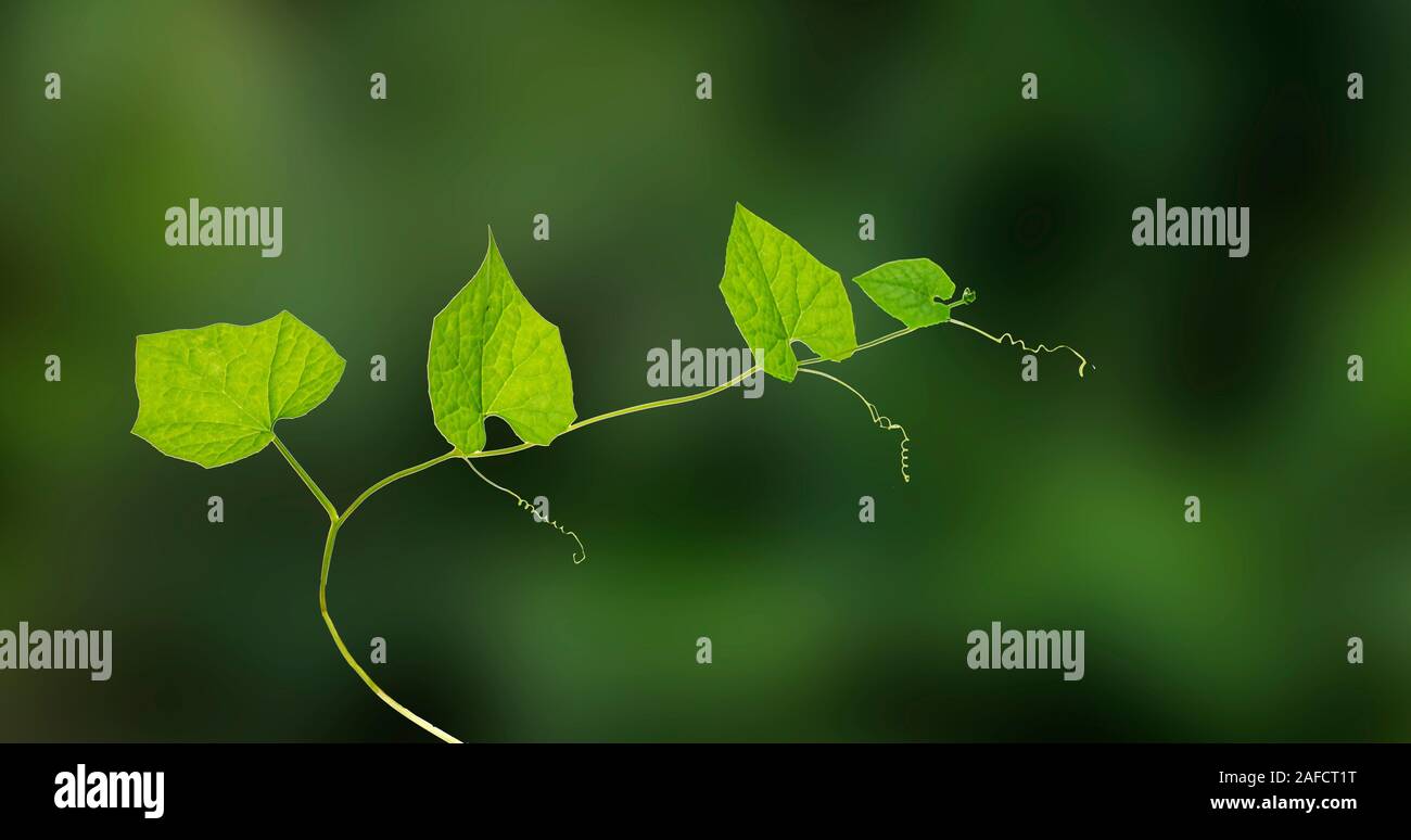 Close up of vine Stock Photo - Alamy