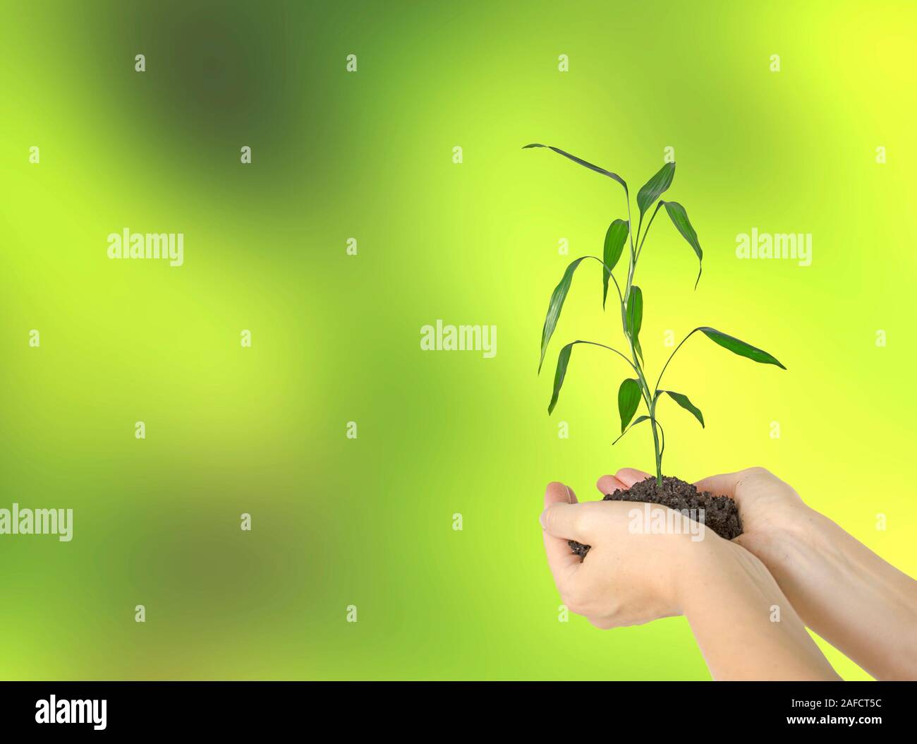 Bamboo in hands Stock Photo - Alamy
