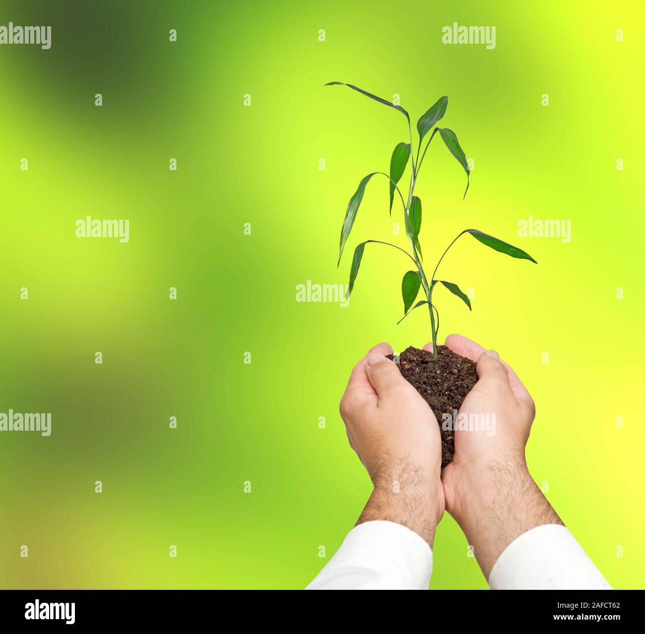 Sapling in hands Stock Photo - Alamy