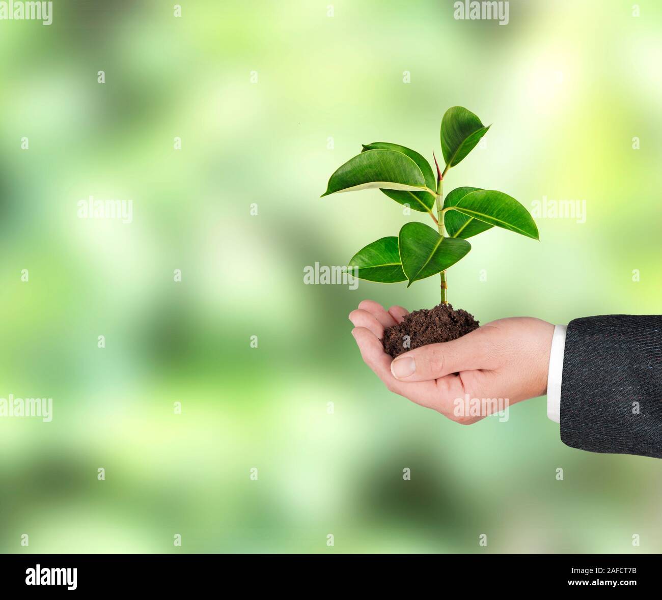 Sapling in hand Stock Photo - Alamy