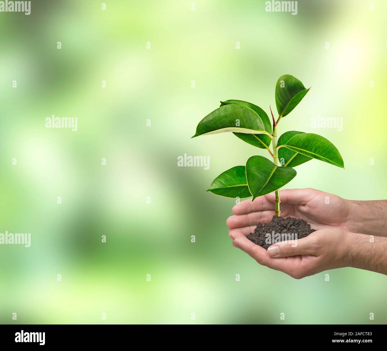 Sapling in hands Stock Photo - Alamy