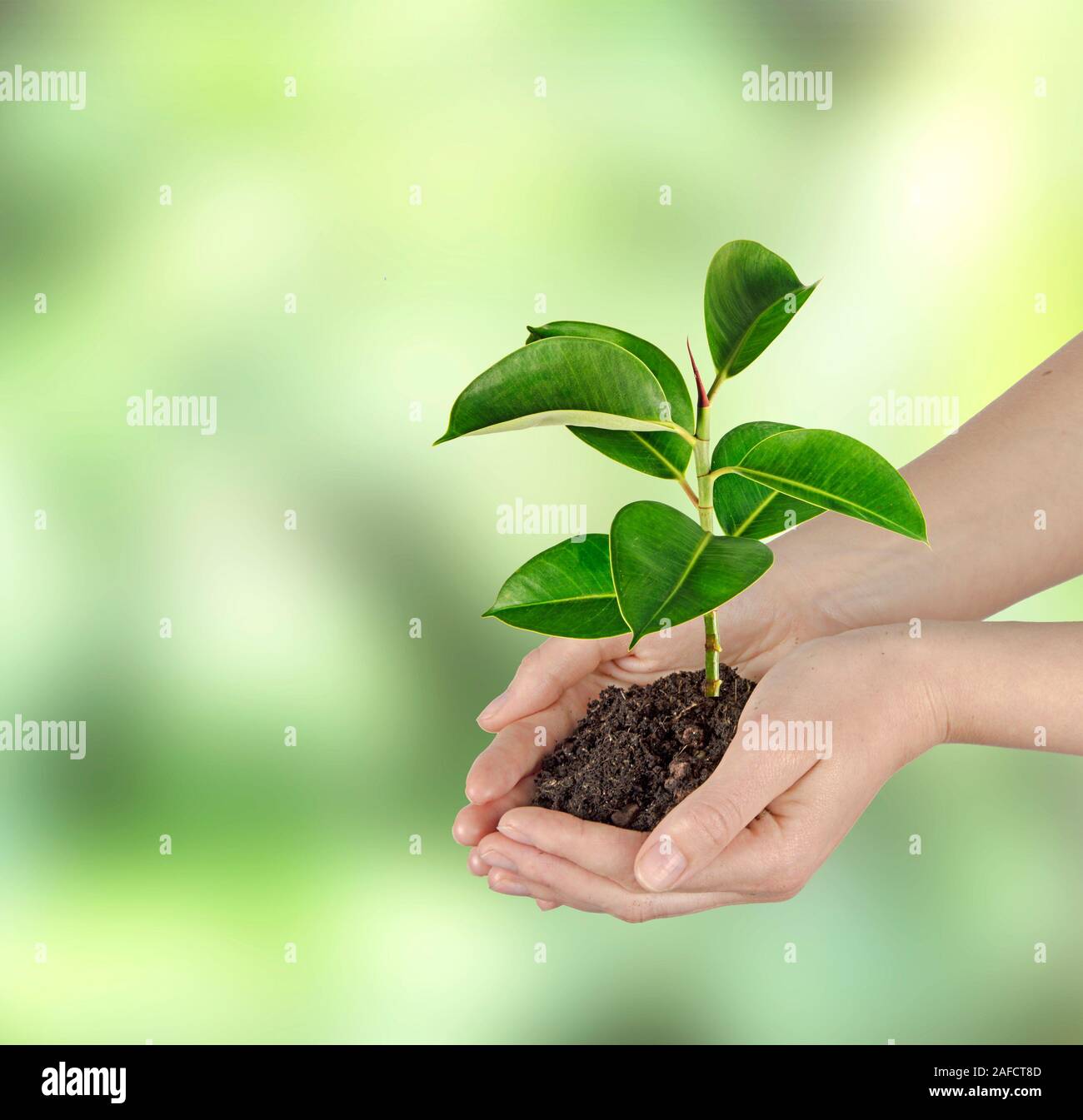 Sapling in hands Stock Photo - Alamy