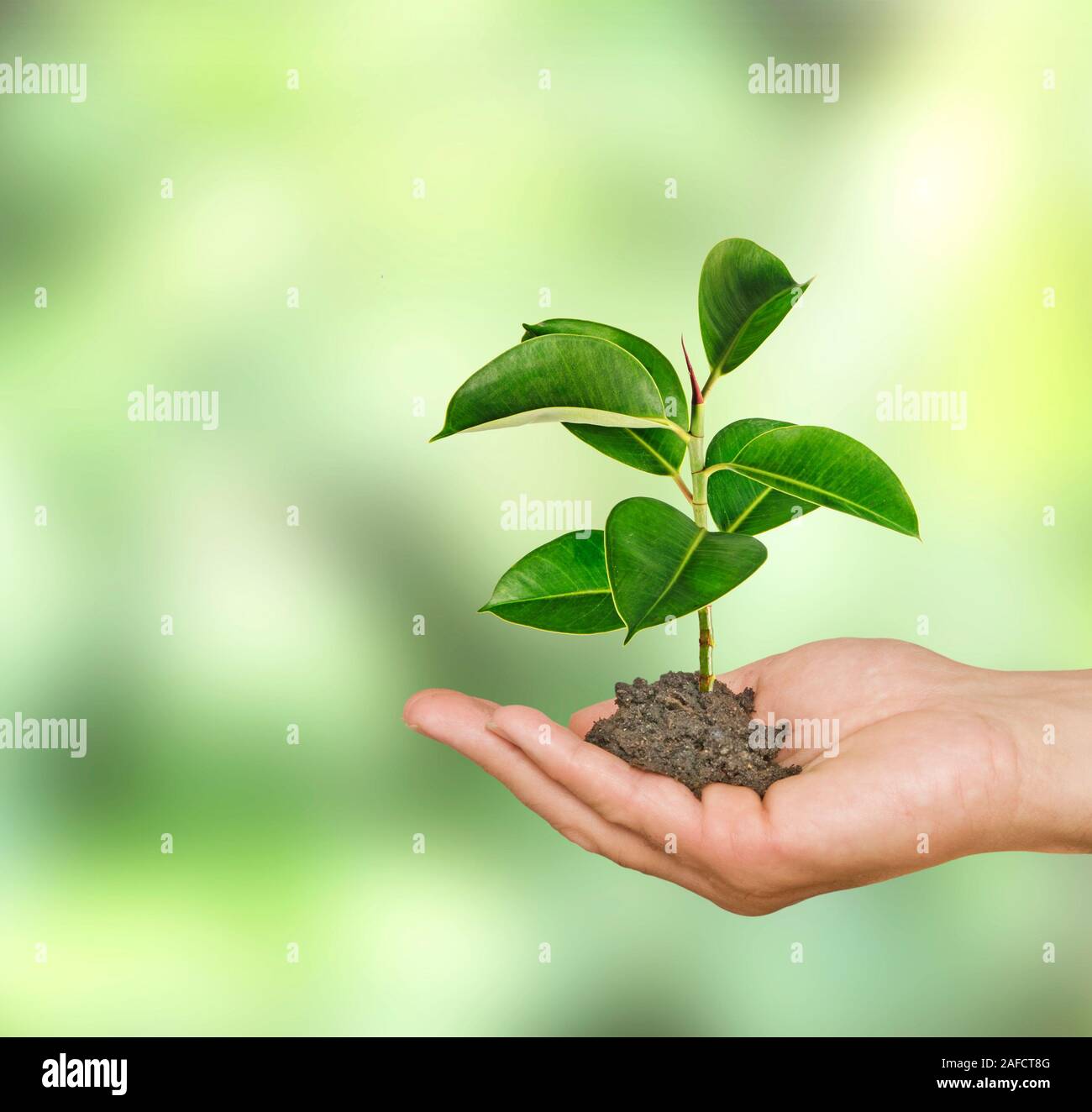 Sapling in hand Stock Photo - Alamy