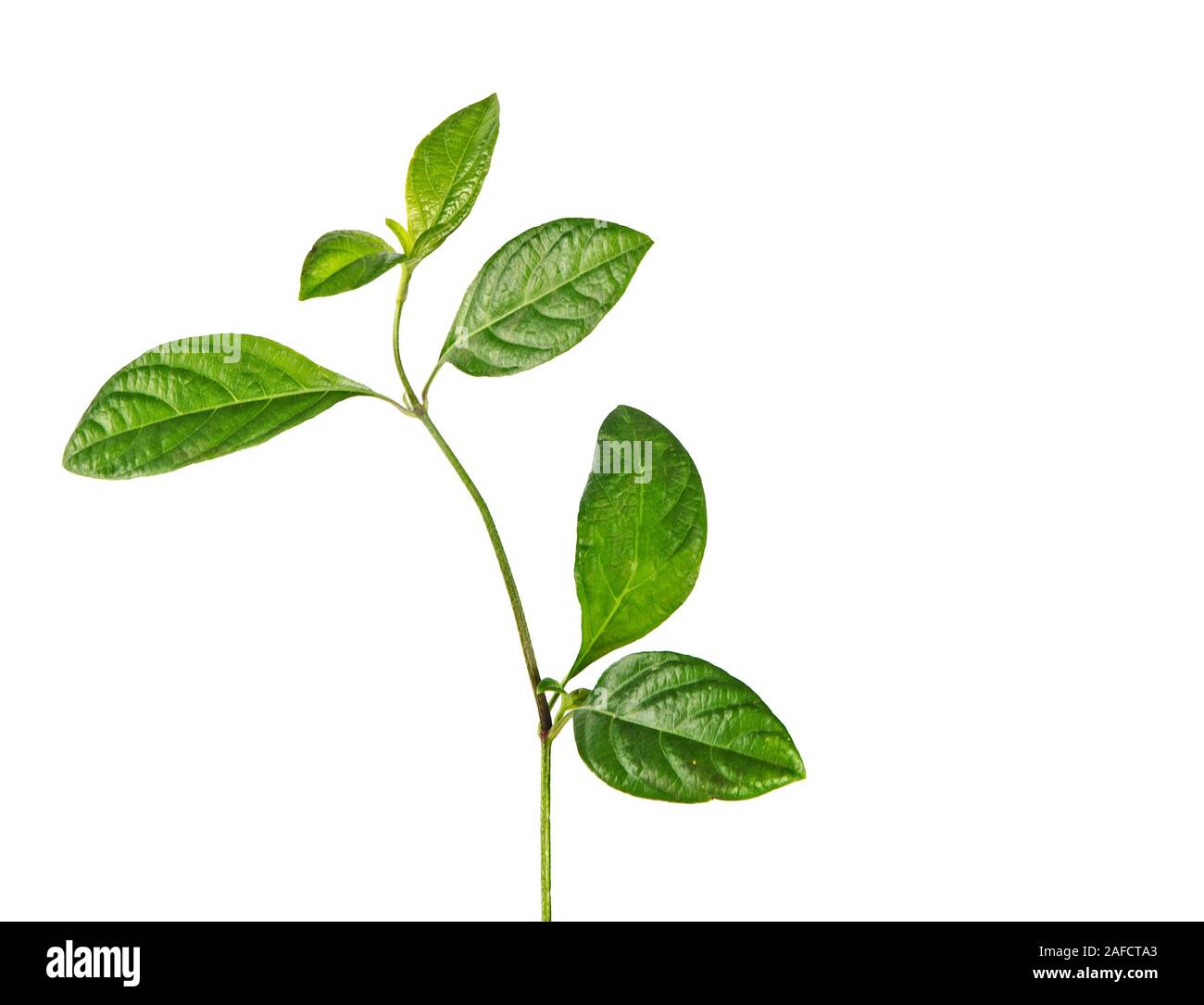 Sapling botany biology hi-res stock photography and images - Alamy