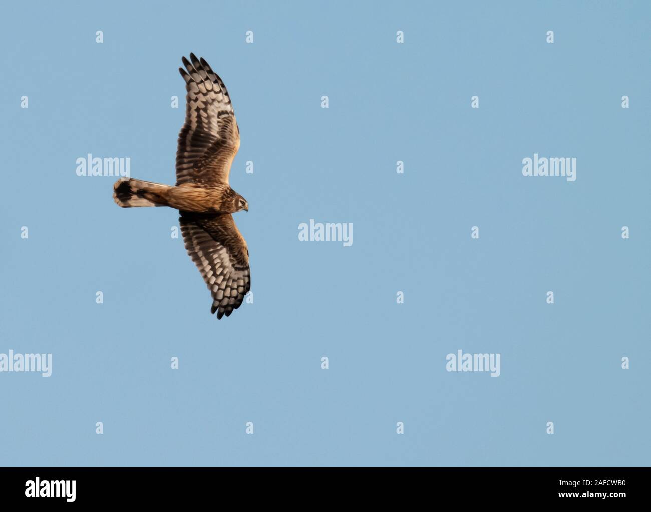 Ringtail/female Hen Harrier (Circus cyaneus) in flight over Oxfordshire ...