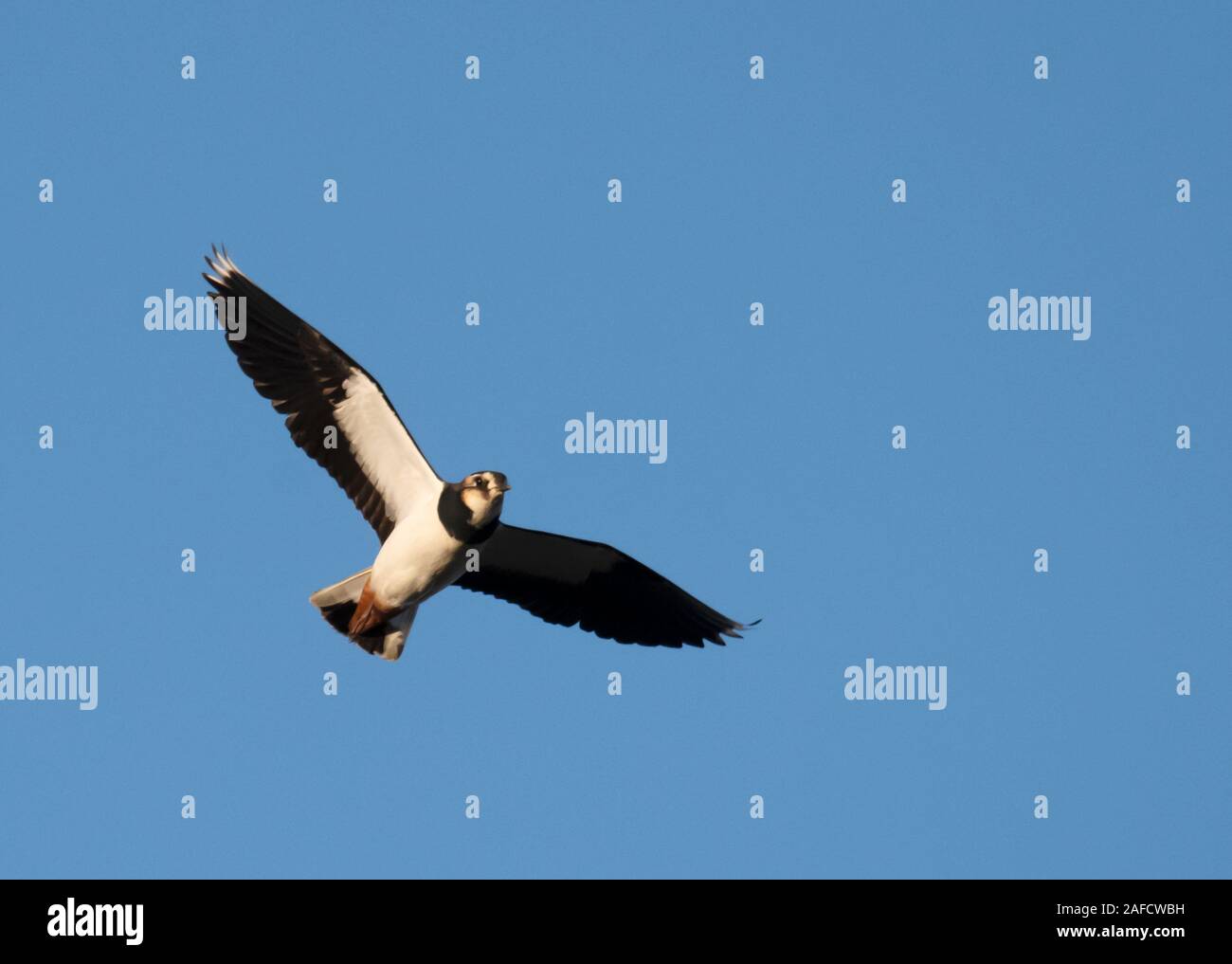 Lapwing in flight uk hi-res stock photography and images - Alamy