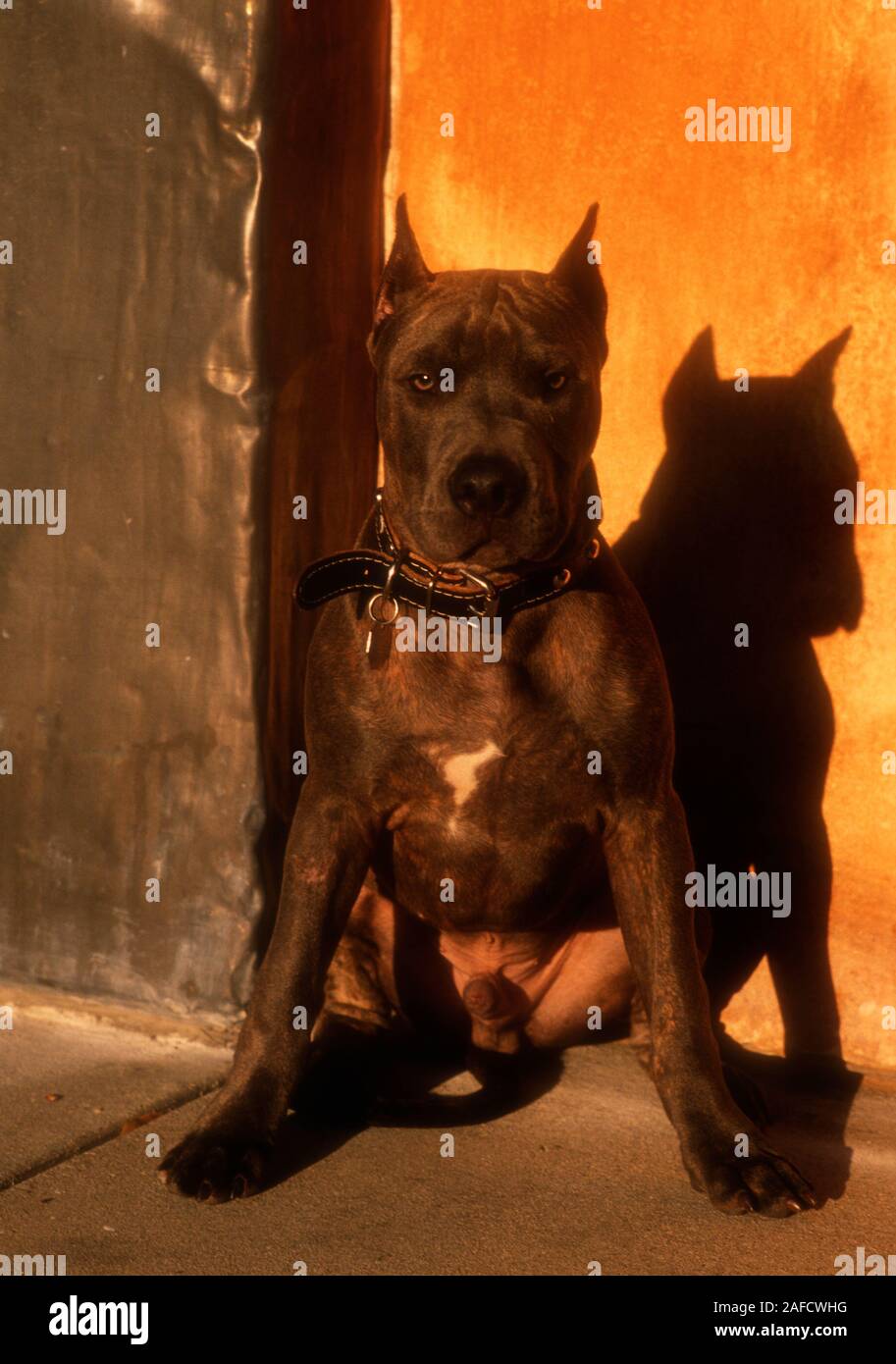Los Angeles, California, USA 1st April 1995 (Exclusive) Actor/model ...