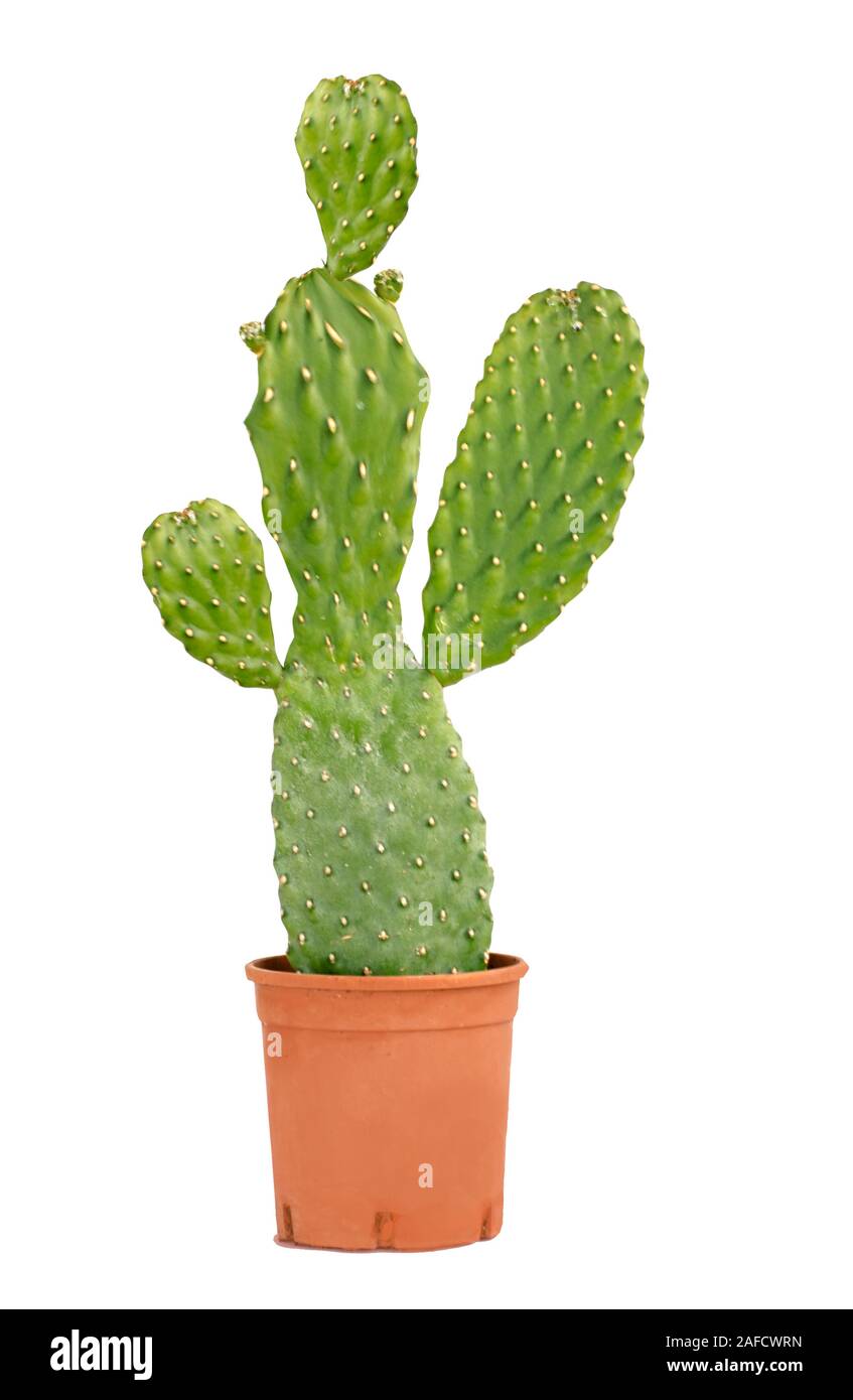 cactus isolated on white background Stock Photo - Alamy