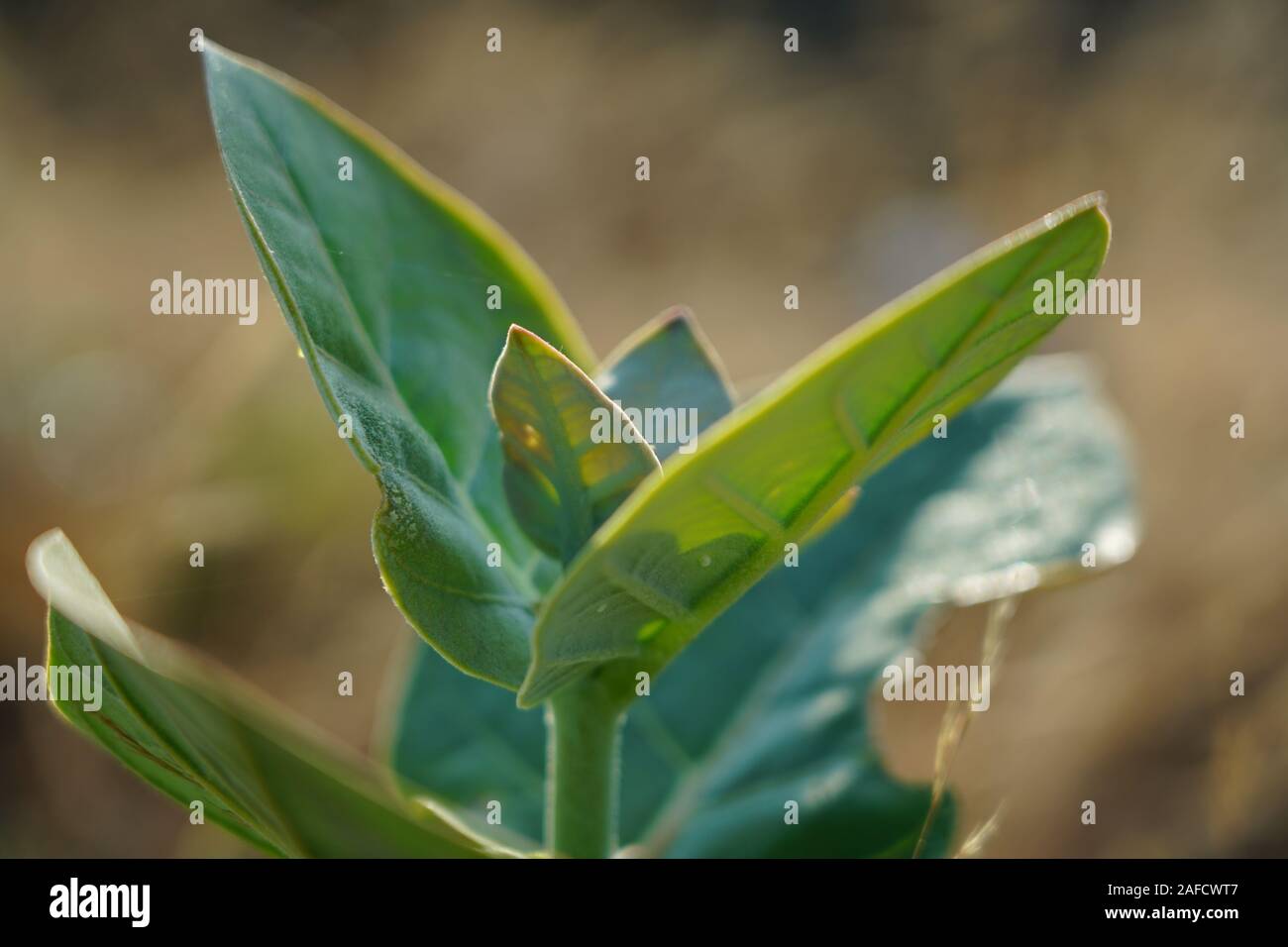 Lord Shiva's favorite AAK plant will safeguard from evil eye, know how ...