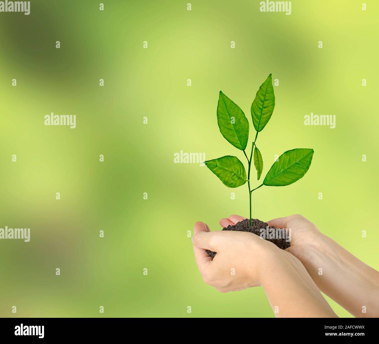 sapling in hands Stock Photo - Alamy