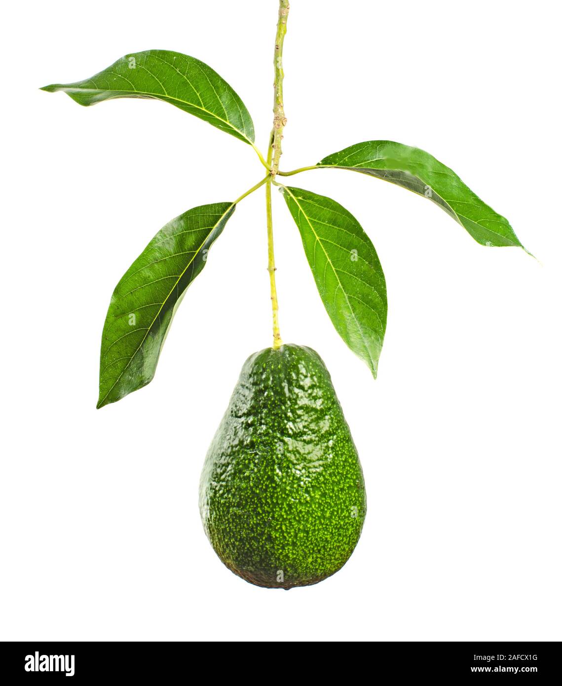 Branch of avocado Stock Photo - Alamy