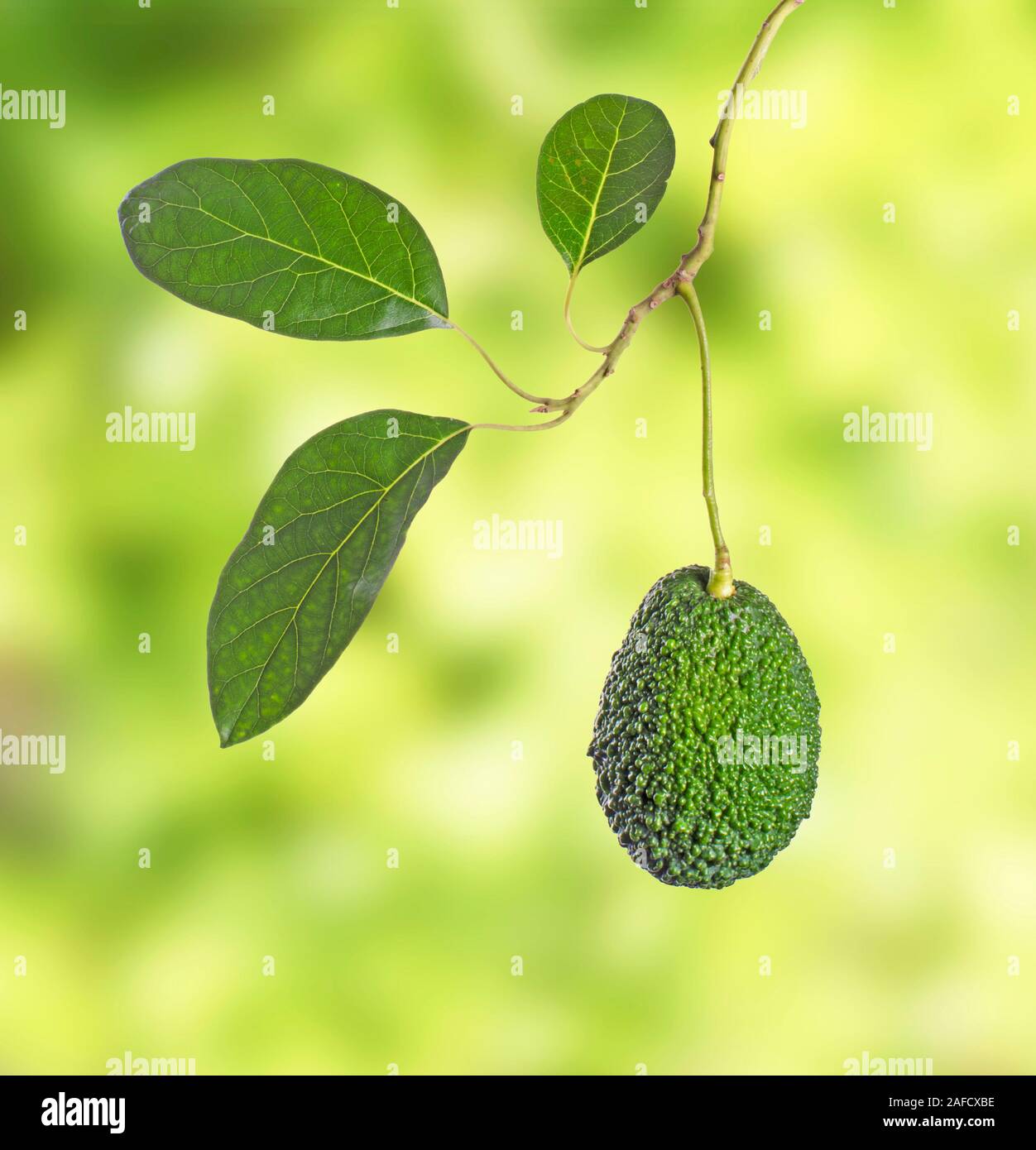 Branch of avocado Stock Photo - Alamy