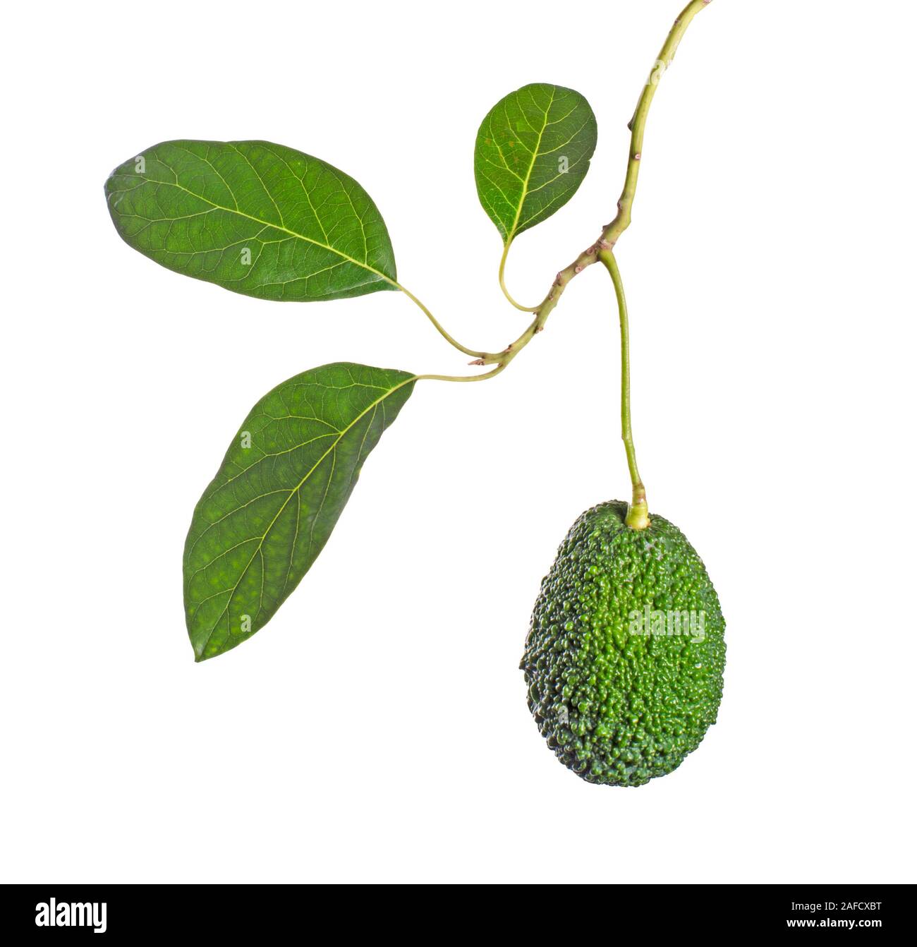 Branch of avocado Stock Photo - Alamy
