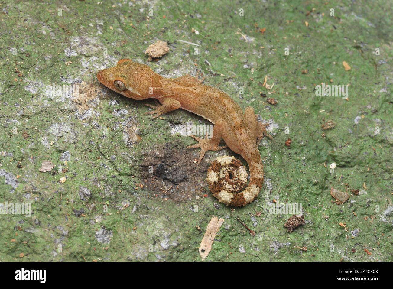 Short-palmed bent-toed gecko Stock Photo - Alamy