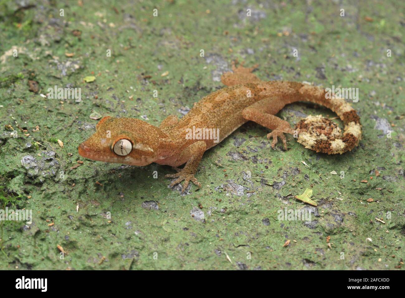 Short curly tail hi-res stock photography and images - Alamy