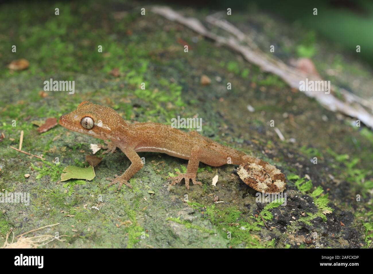 Short-palmed bent-toed gecko Stock Photo - Alamy