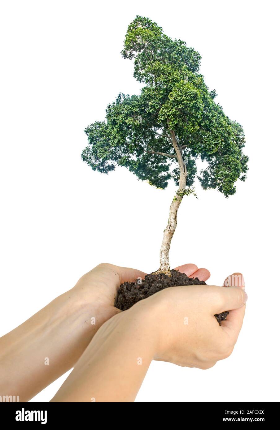 tree in hands Stock Photo - Alamy