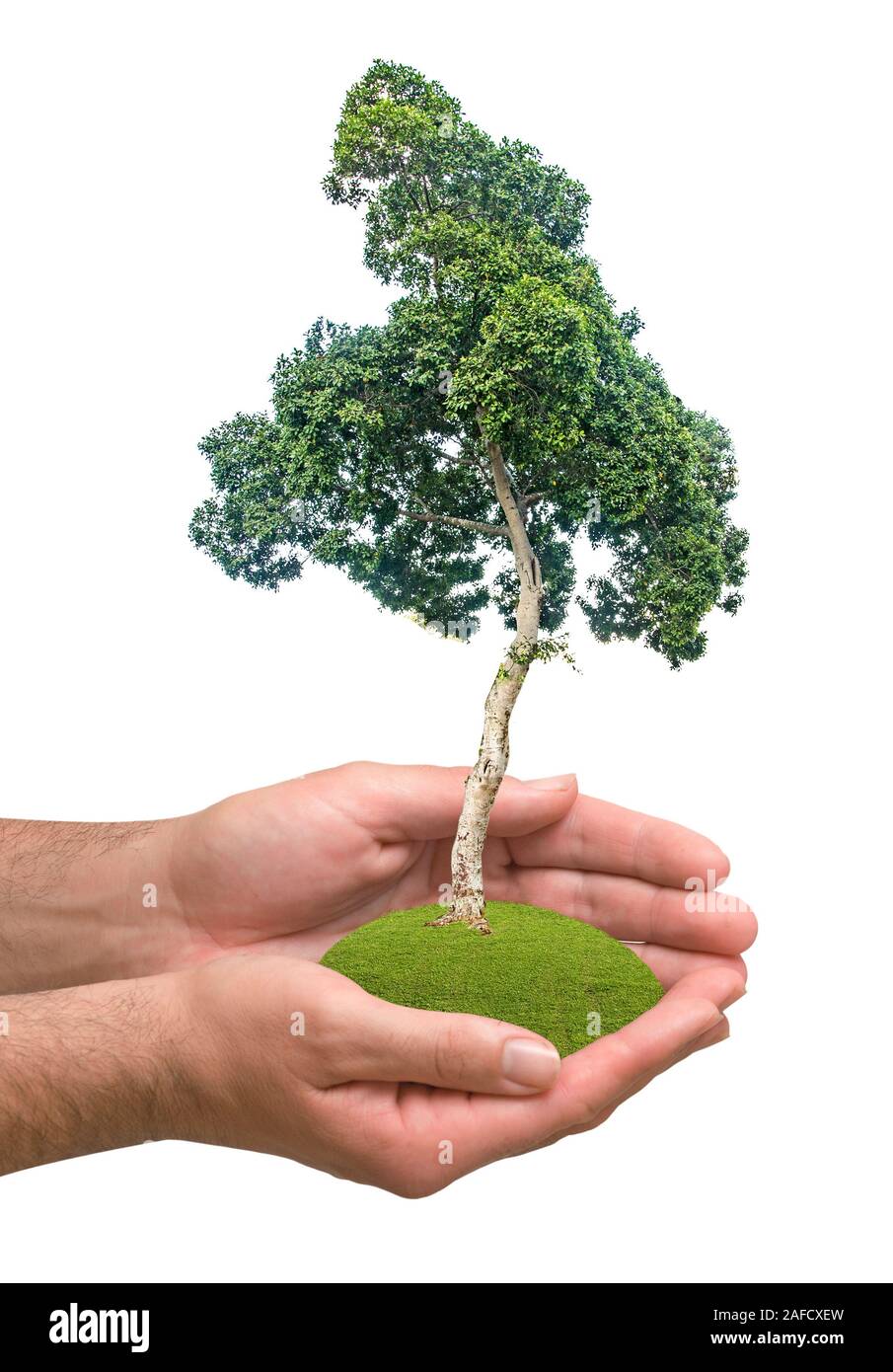 tree in hands Stock Photo - Alamy