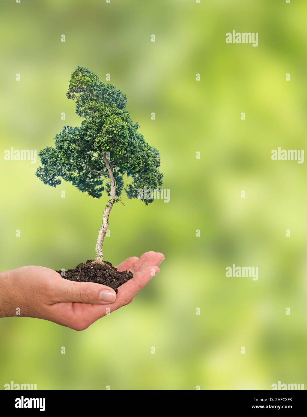 tree in hand Stock Photo - Alamy