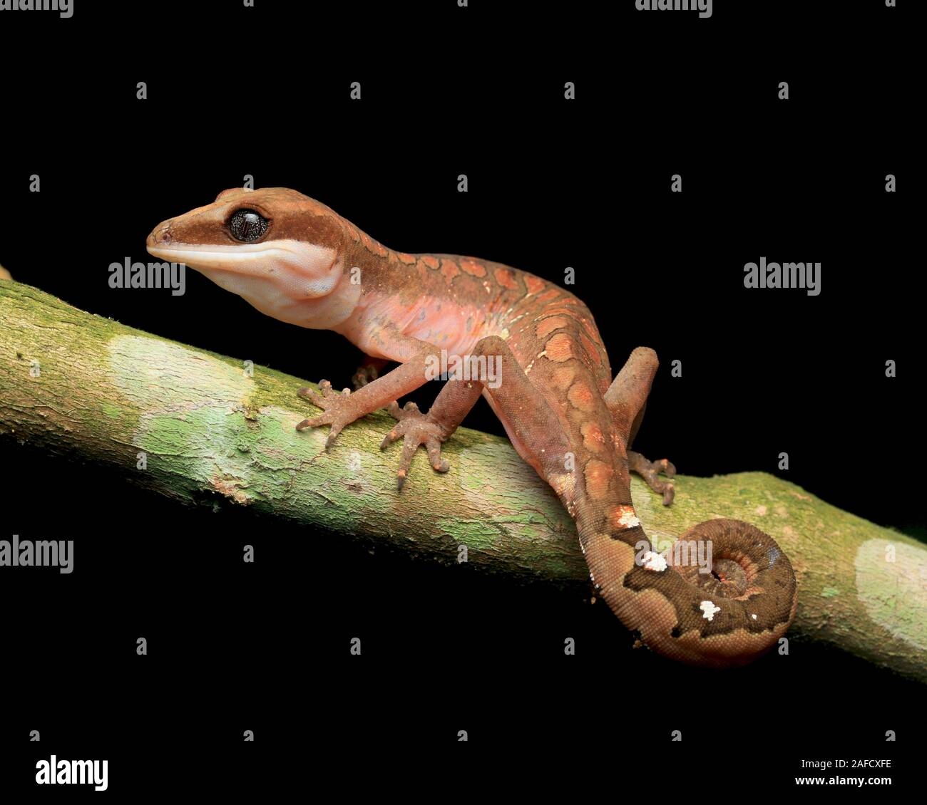 Cat Gecko, Cat Eyed Gecko, Cat Tail Gecko Stock Photo - Alamy