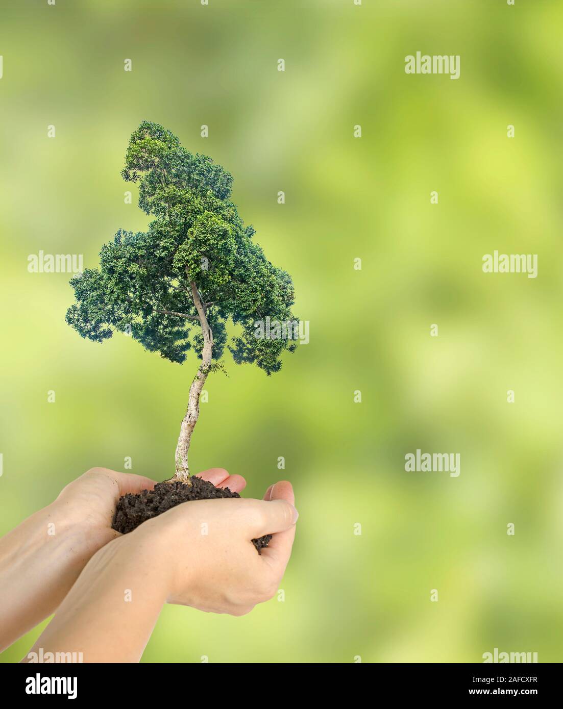 Tree in hands Stock Photo - Alamy