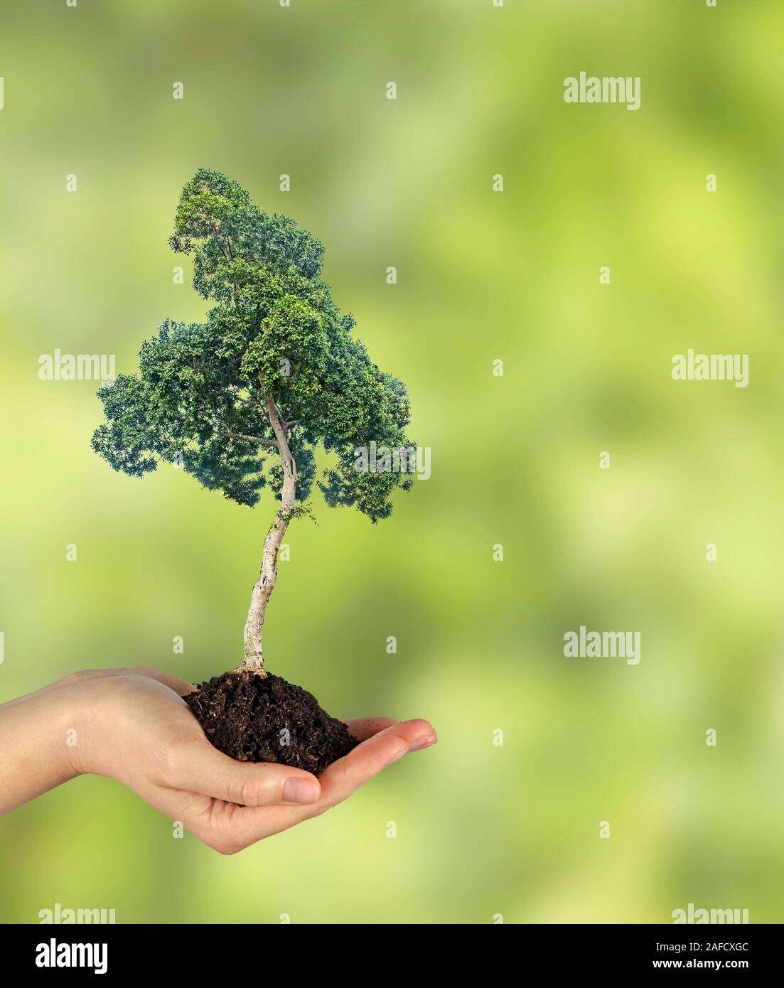 tree in hand Stock Photo - Alamy