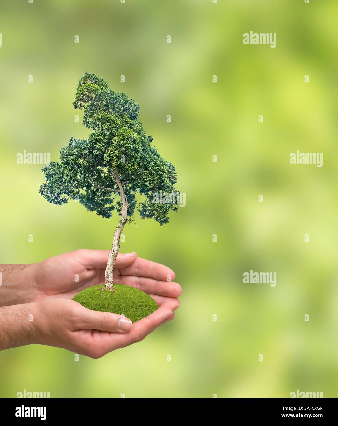 tree in hands Stock Photo - Alamy