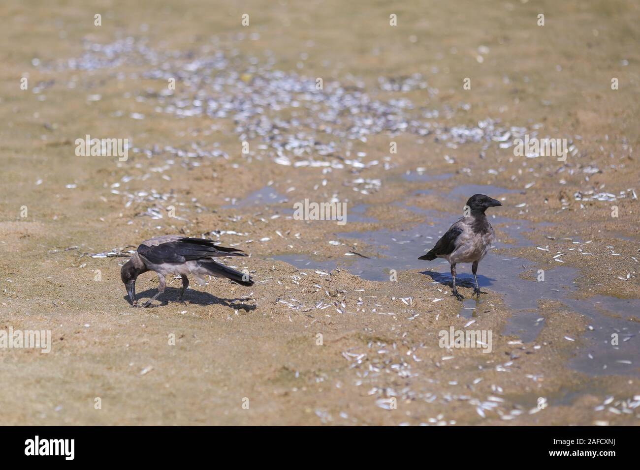 Small fish eating bird hi-res stock photography and images - Alamy