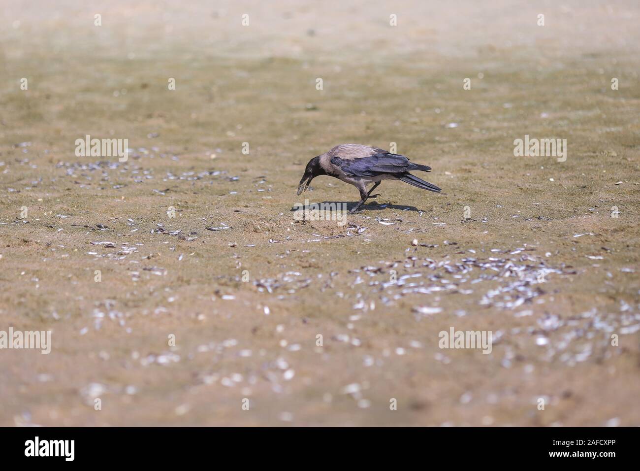 Small Fish Eating Bird High Resolution Stock Photography and Images - Alamy