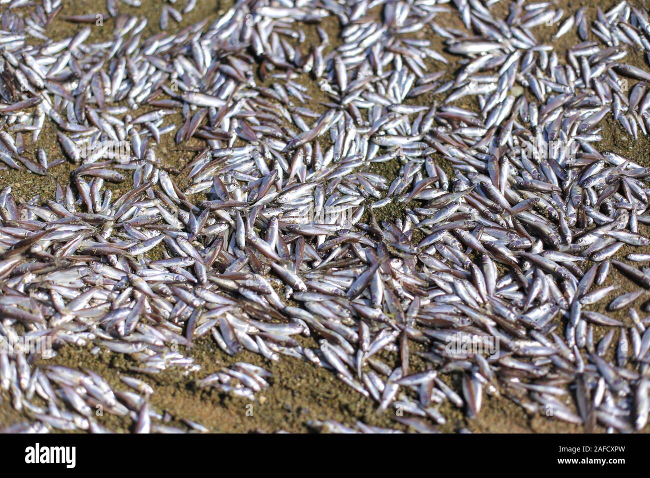 Pile of stranded and dead small anchovy fish Stock Photo - Alamy