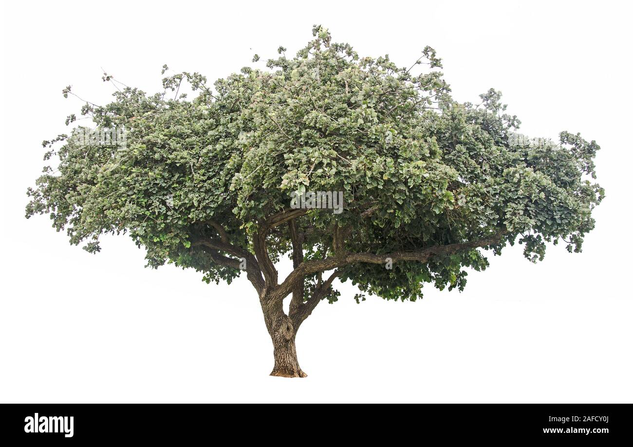 Tree on white background Stock Photo - Alamy