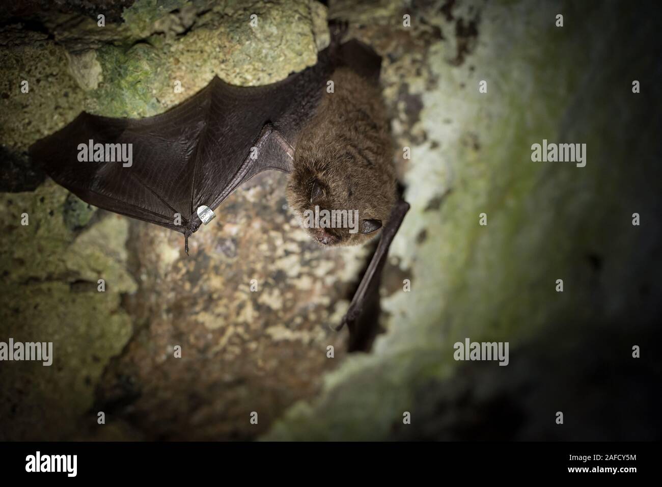 Daubenton's bat in a cave Stock Photo - Alamy