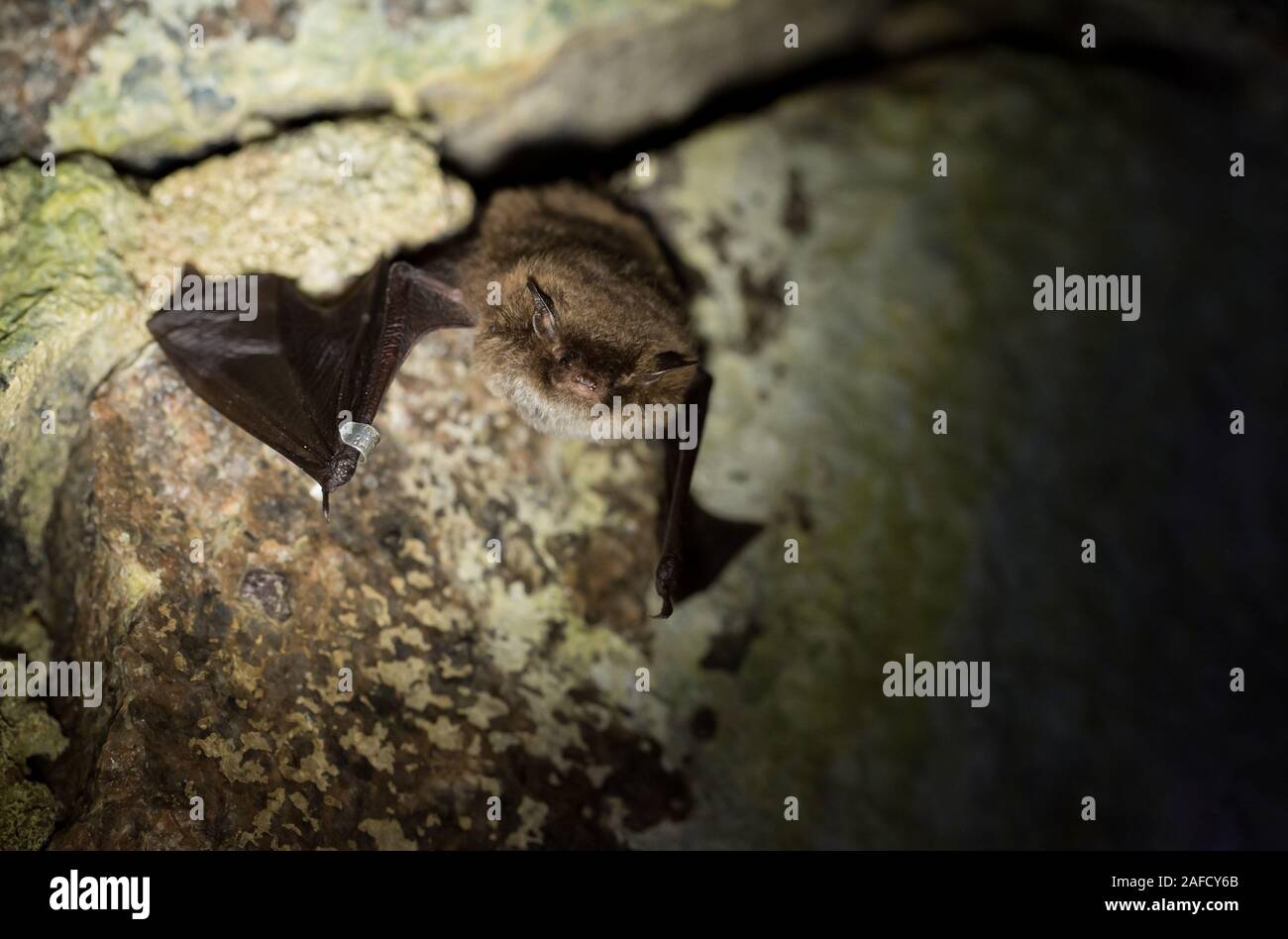 Daubenton's bat in a cave Stock Photo - Alamy