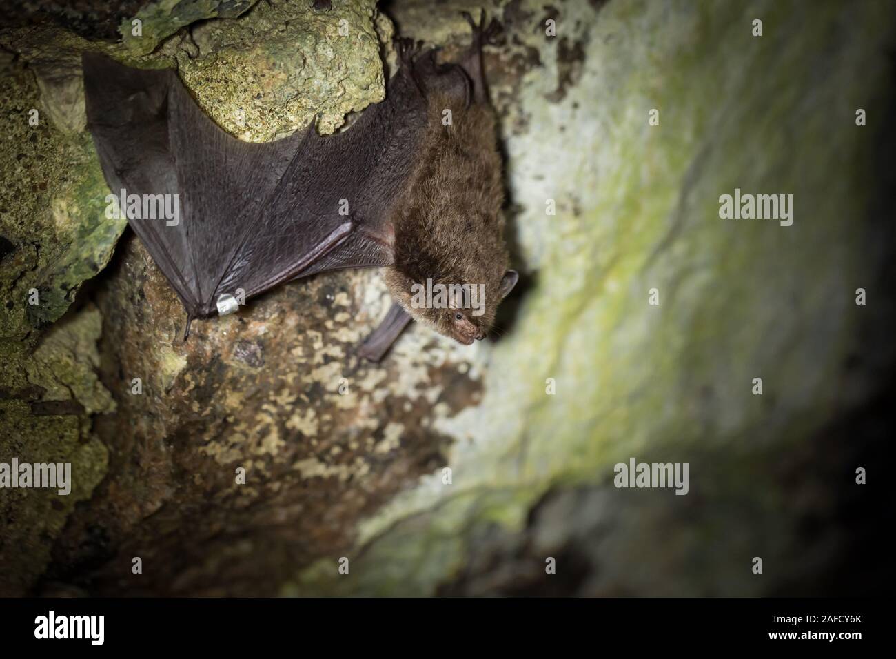 Rocky bat hi-res stock photography and images - Alamy