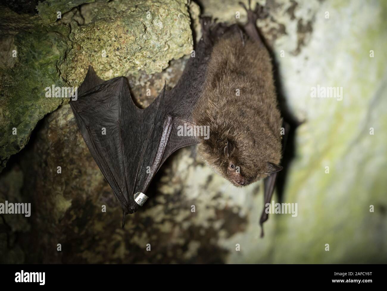 Daubenton's bat in a cave Stock Photo - Alamy