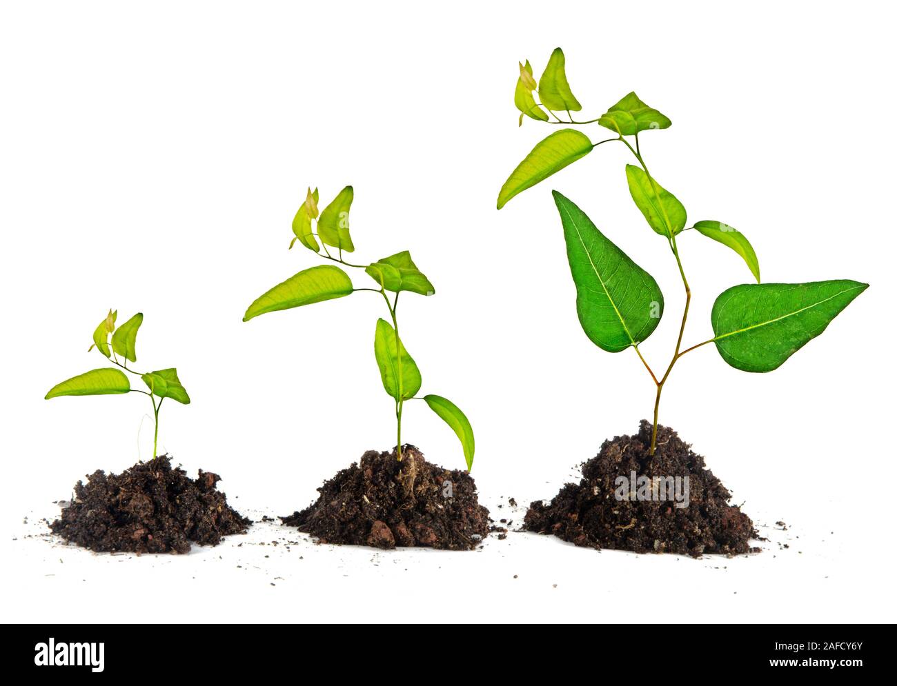 Saplings on white background Stock Photo - Alamy