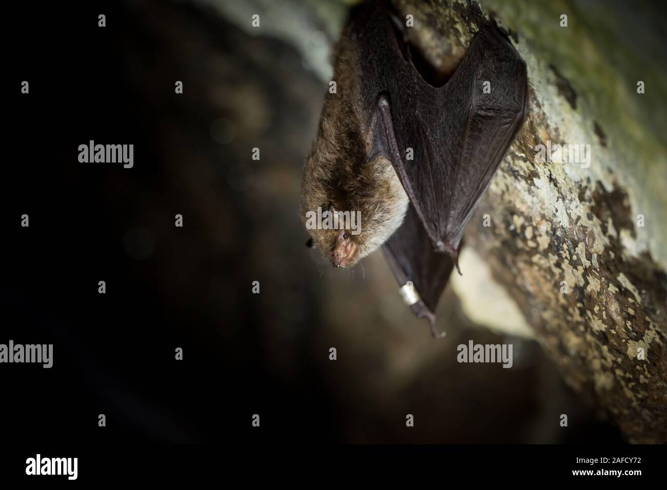 Daubenton's bat in a cave Stock Photo - Alamy