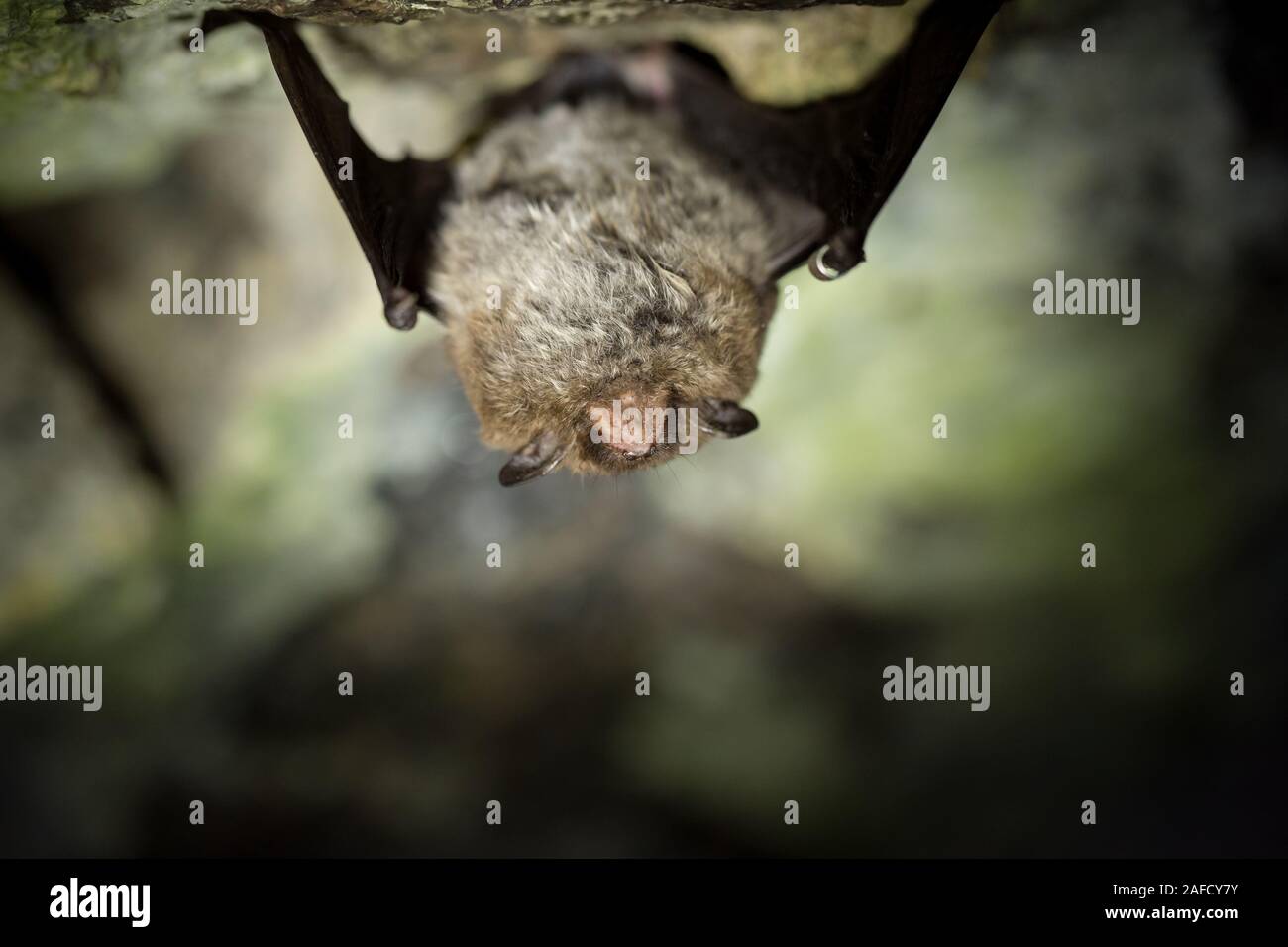 Daubenton's bat in a cave Stock Photo - Alamy