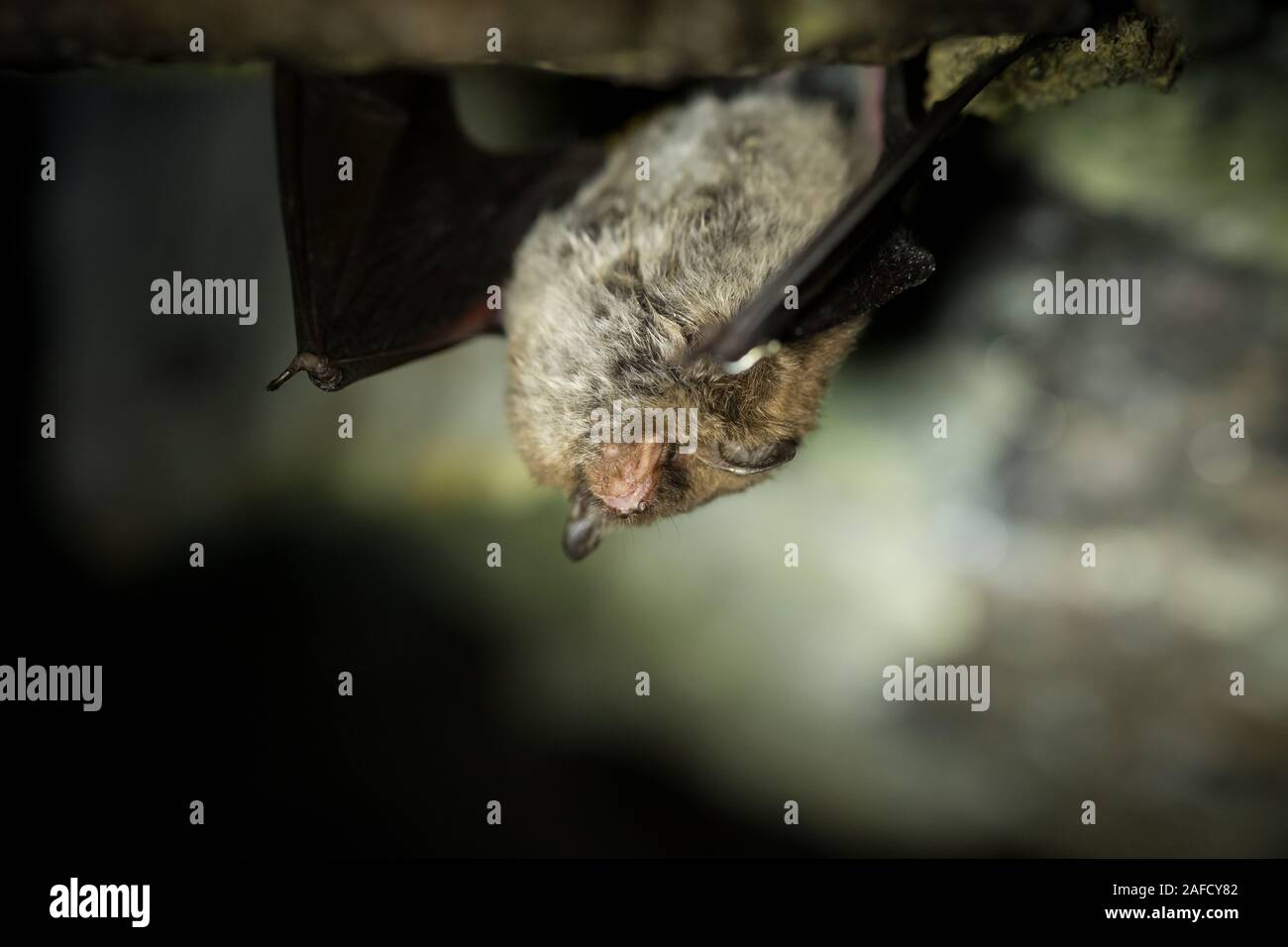 Daubenton's bat in a cave Stock Photo - Alamy