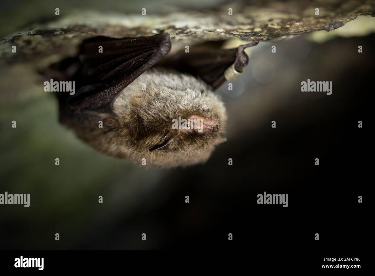 Daubenton's bat in a cave Stock Photo - Alamy