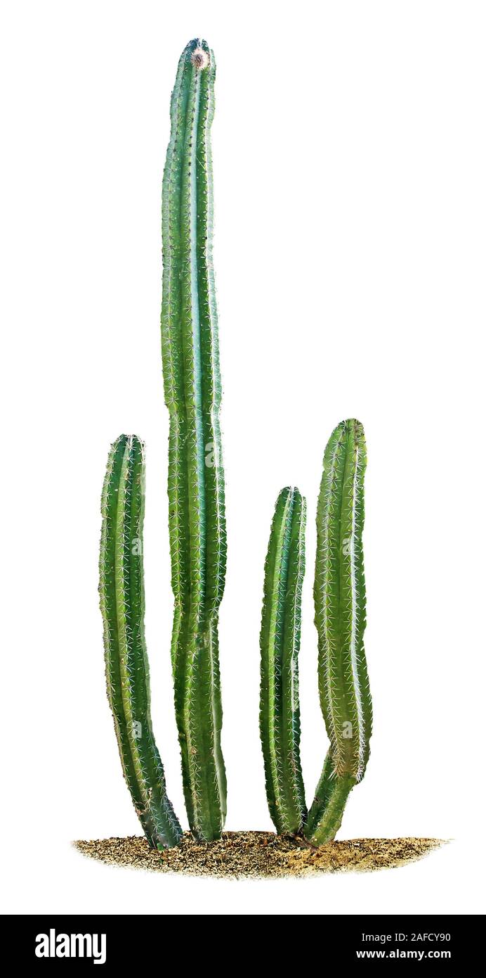cactus isolated on white background Stock Photo - Alamy