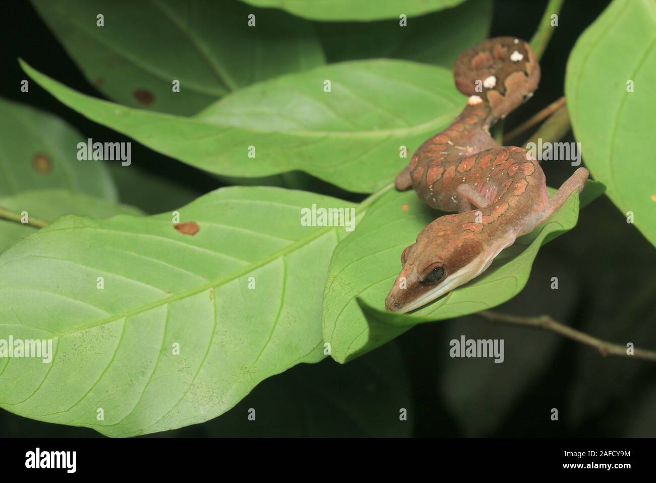 Cat Gecko, Cat Eyed Gecko, Cat Tail Gecko Stock Photo - Alamy