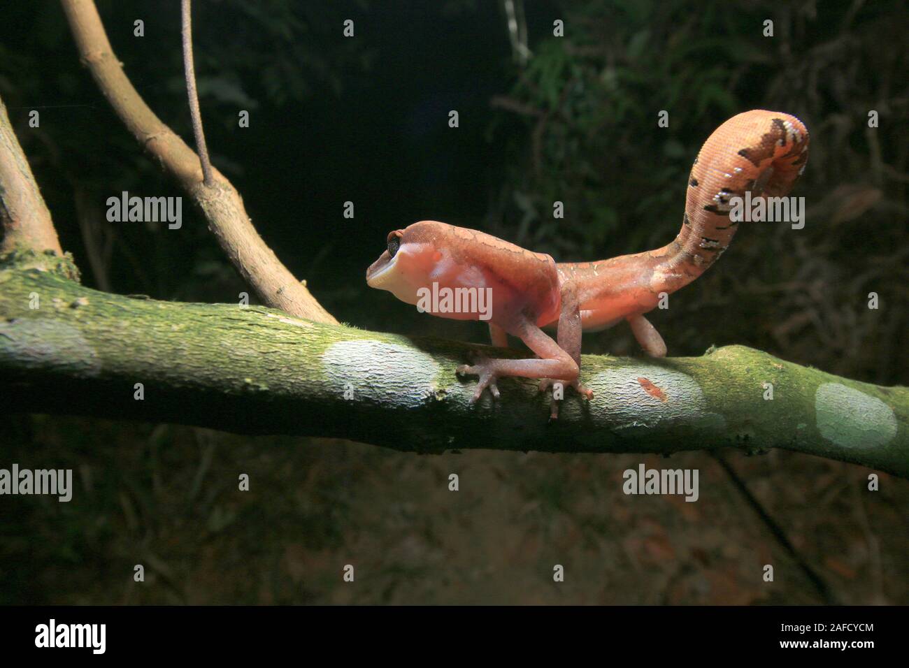 Cat Gecko, Cat Eyed Gecko, Cat Tail Gecko Stock Photo - Alamy