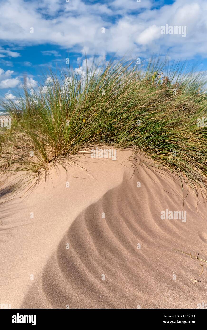 Northam Burrows Country Park, Sand dunes and marram grasses with ...
