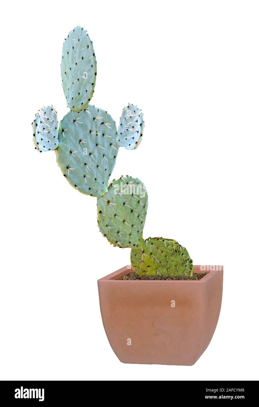 cactus isolated on white background Stock Photo - Alamy