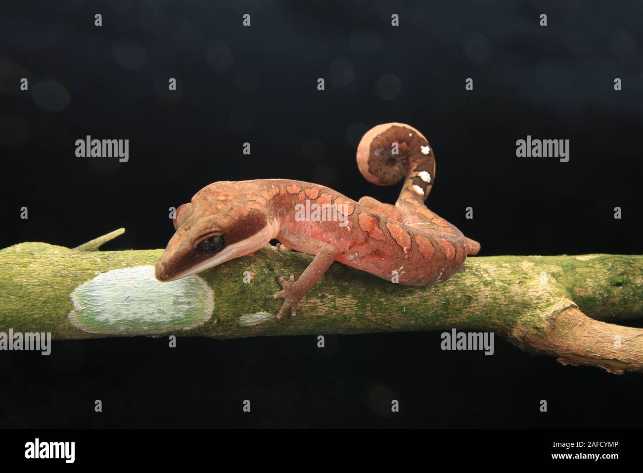 Cat gecko hi-res stock photography and images - Alamy