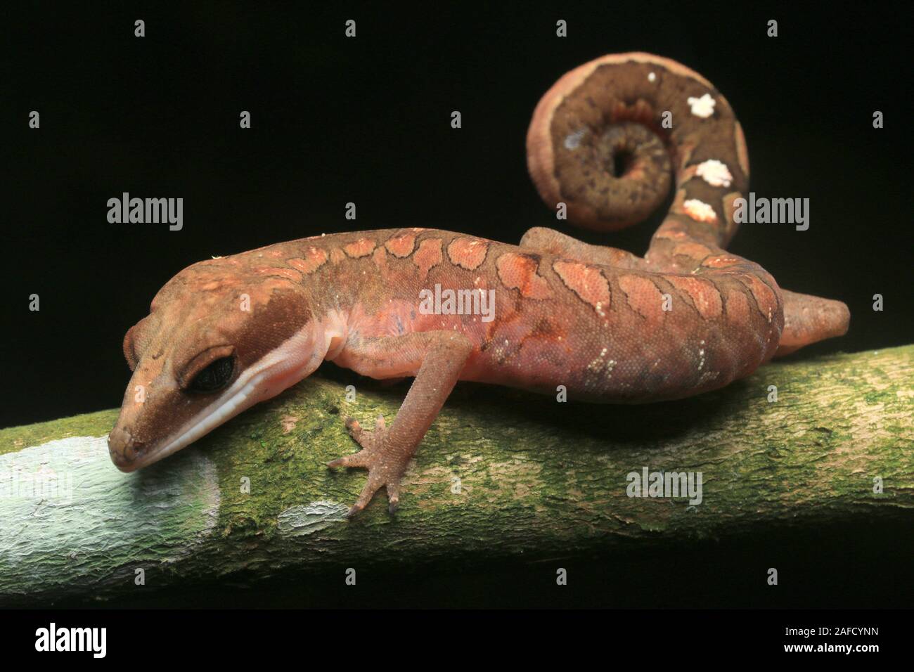 Cat Gecko, Cat Eyed Gecko, Cat Tail Gecko Stock Photo - Alamy