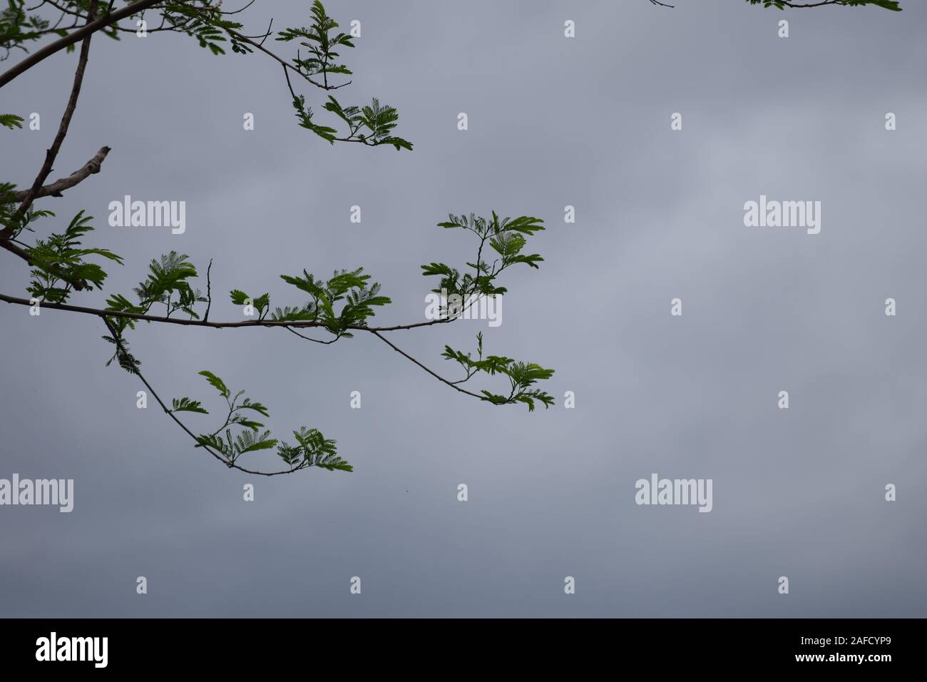 Tree Branches flying in sky Stock Photo - Alamy