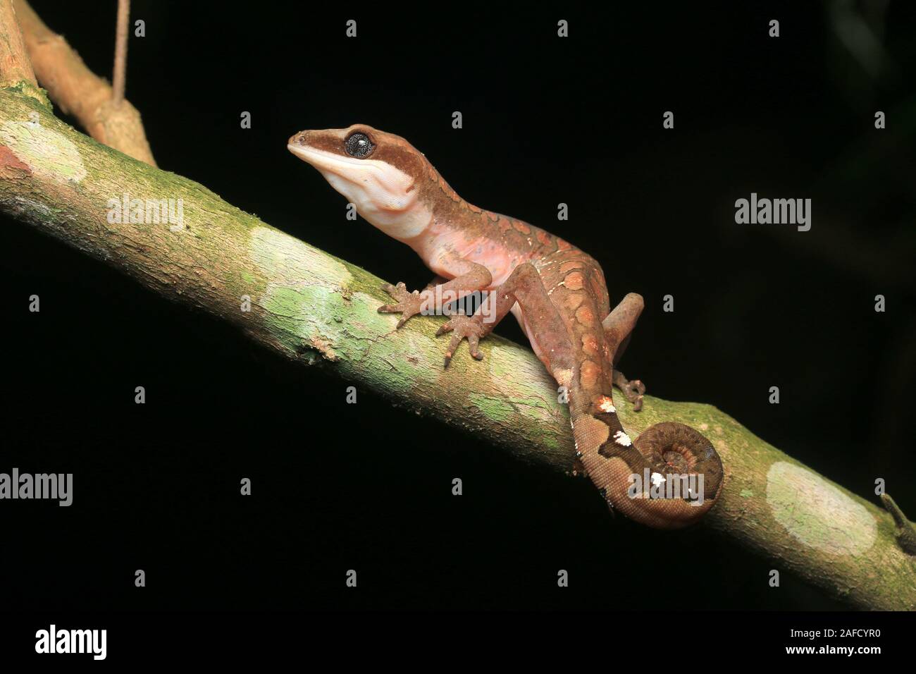 Cat Gecko, Cat Eyed Gecko, Cat Tail Gecko Stock Photo - Alamy