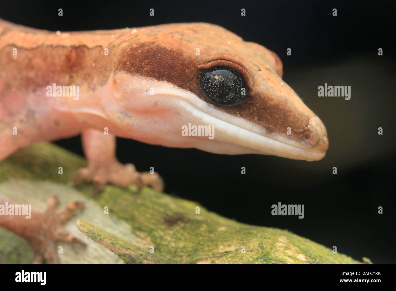 Cat Gecko, Cat Eyed Gecko, Cat Tail Gecko Stock Photo - Alamy